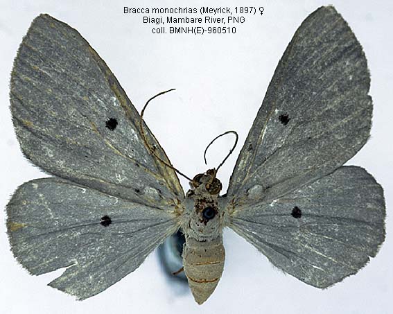 Papua Insects Foundation (Lepidoptera/Ennominae thumbnails)